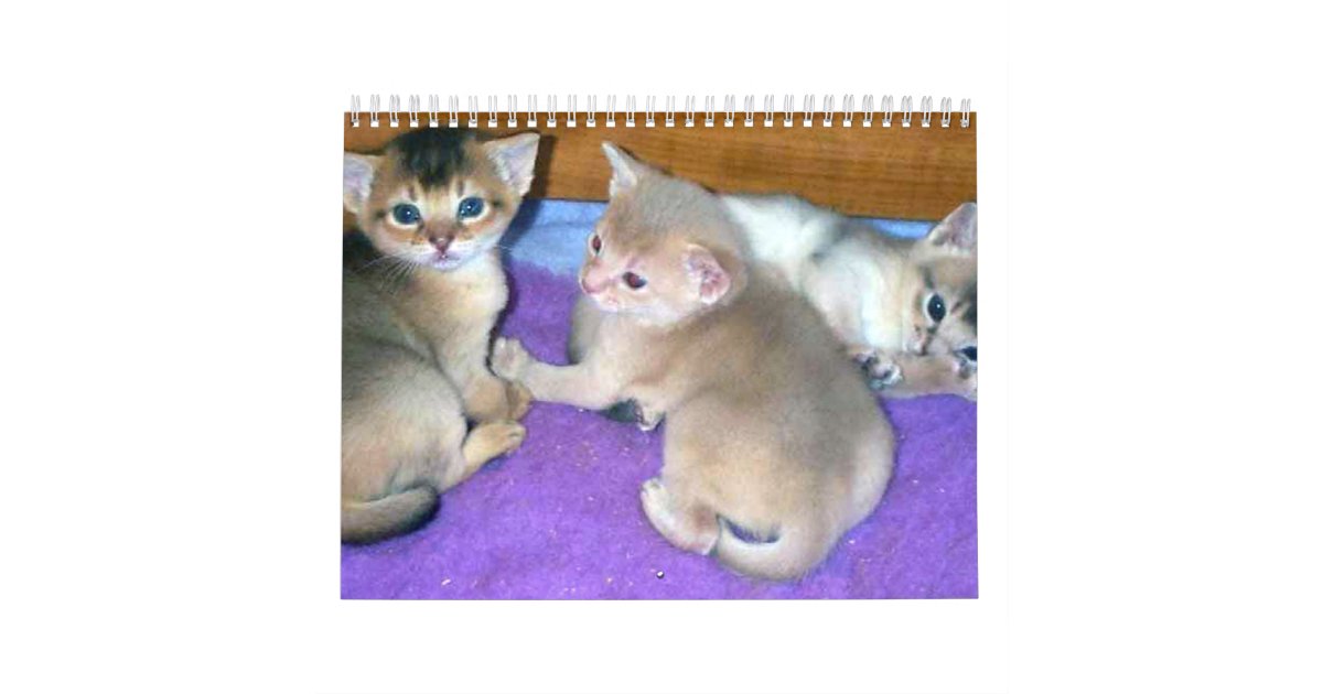 Abyssinian Cats Calendar | Zazzle