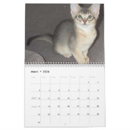 Abyssinian Cats Calendar | Zazzle