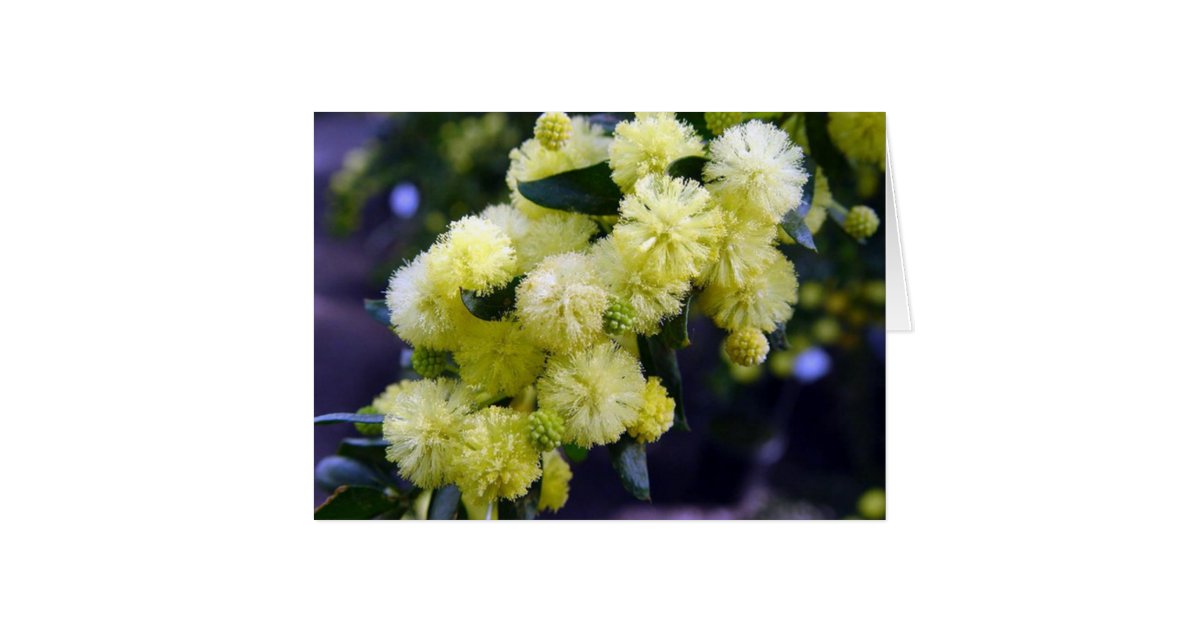 Acacia Map - Mimosa | Zazzle