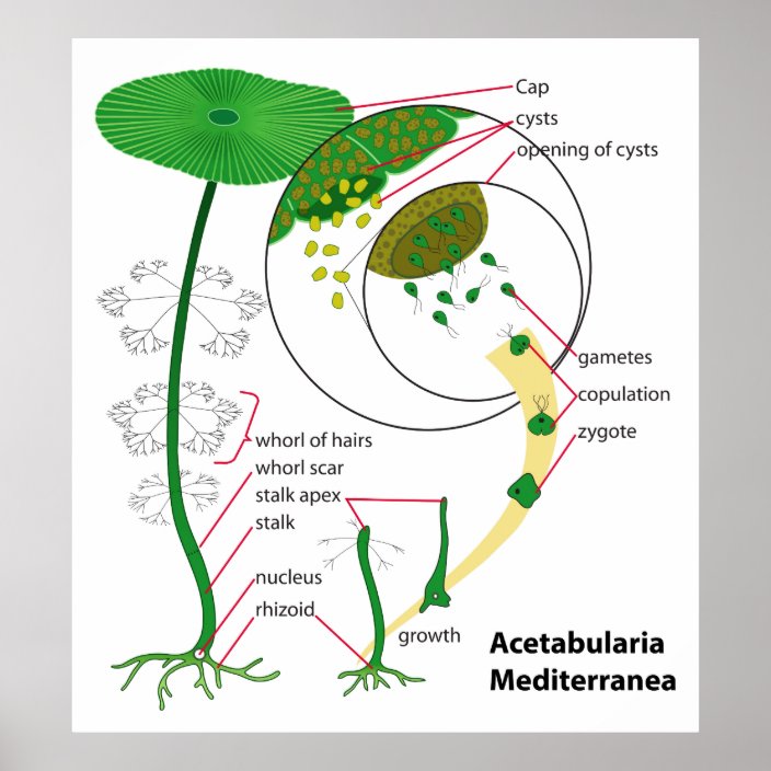 Acetabularia Mediterranea Life Cycle Diagram Poster | Zazzle.com