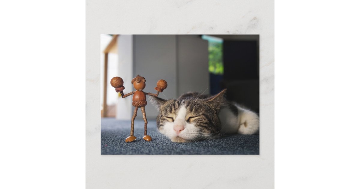 Acorn elf won a boxing match against a cat - funny postcard | Zazzle