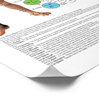 Acupuncture Meridian Point Locations Poster | Zazzle