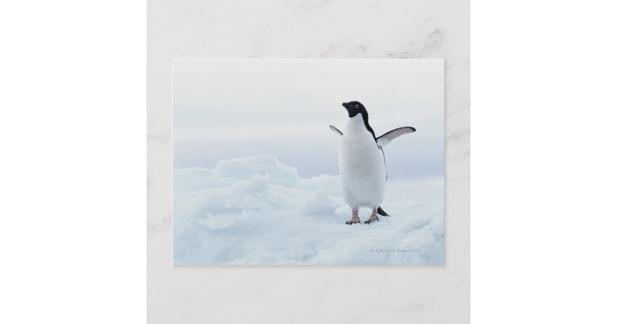 Adelie penguin, Antarctica Postcard | Zazzle