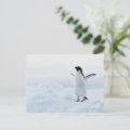 Adelie penguin, Antarctica Postcard | Zazzle
