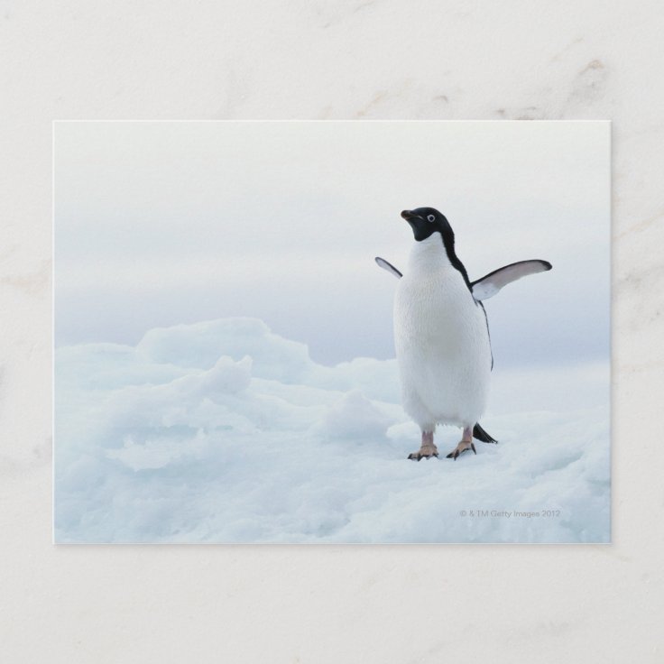Adelie penguin, Antarctica Postcard | Zazzle