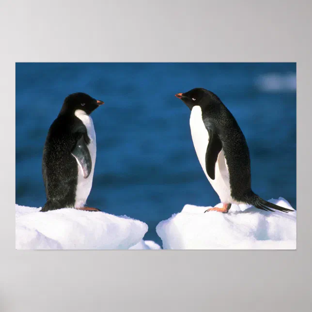Adelie Penguins Poster | Zazzle