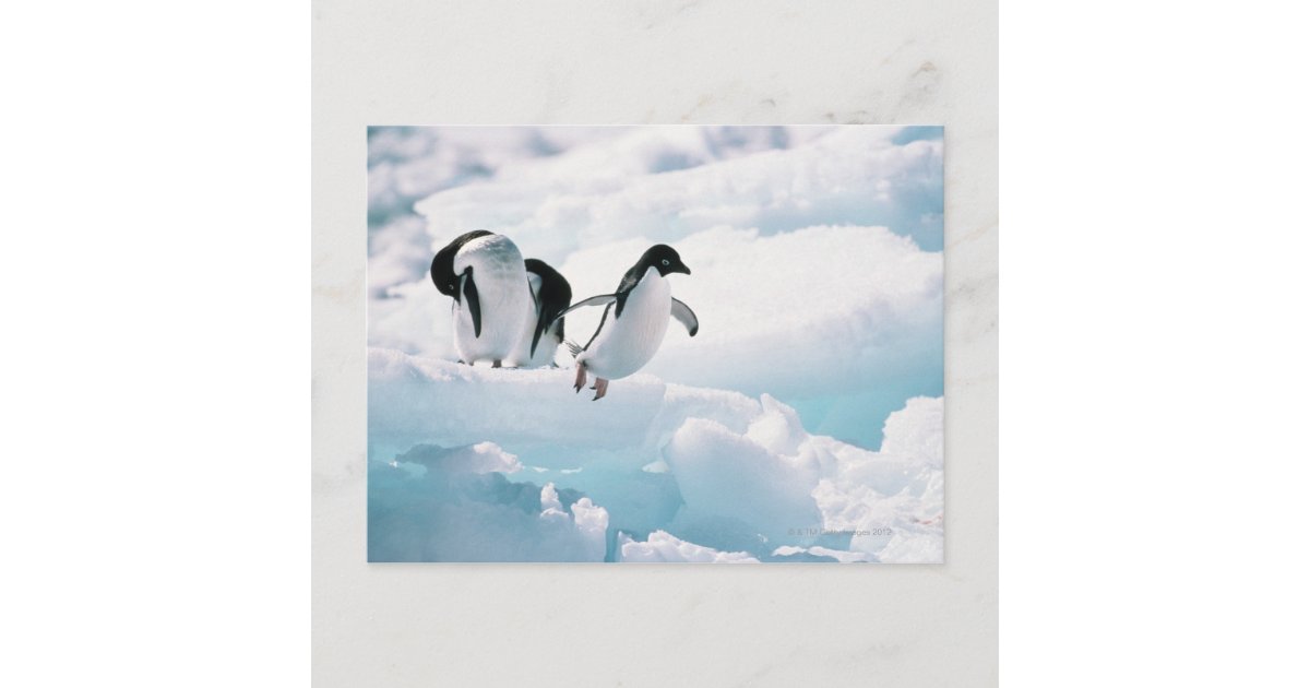 Adelie penguins (pygoscelis adeliae) Antarctica Postcard | Zazzle