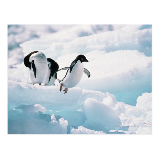 Adelie penguins (pygoscelis adeliae) Antarctica Postcard | Zazzle.com