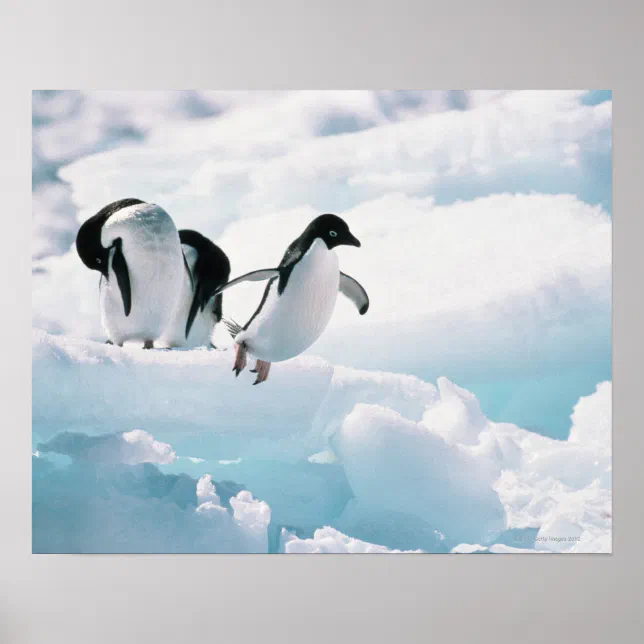Adelie penguins (pygoscelis adeliae) Antarctica Poster | Zazzle