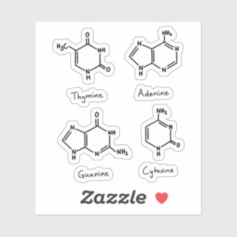 Adenine, guanine, cytosine, thymine molecules sticker | Zazzle