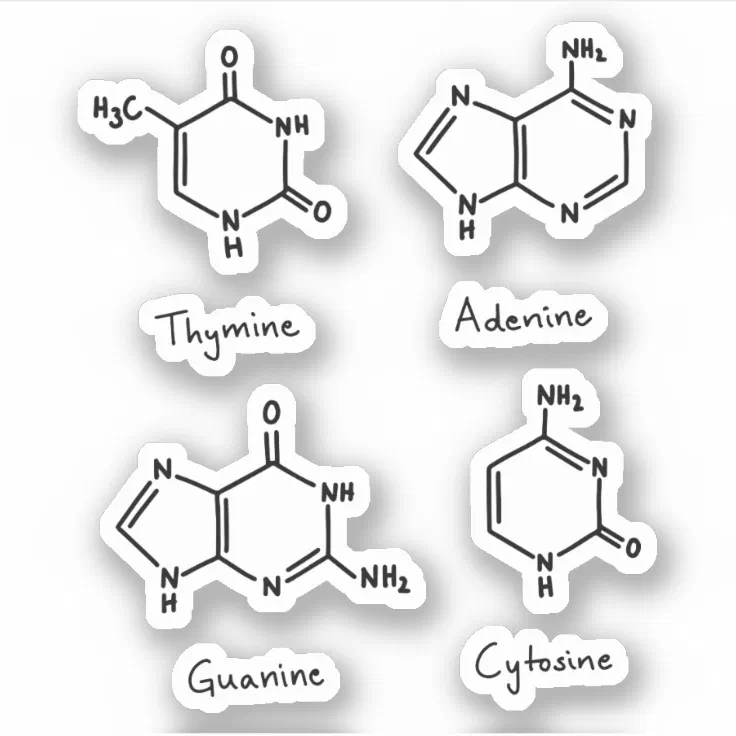 Adenine, guanine, cytosine, thymine molecules sticker | Zazzle