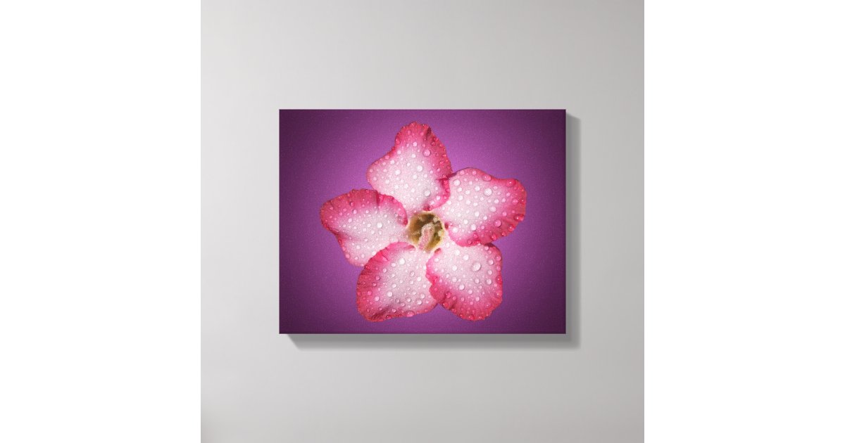 Adenium Pink Flower Flora Gradient Violet Canvas Print | Zazzle