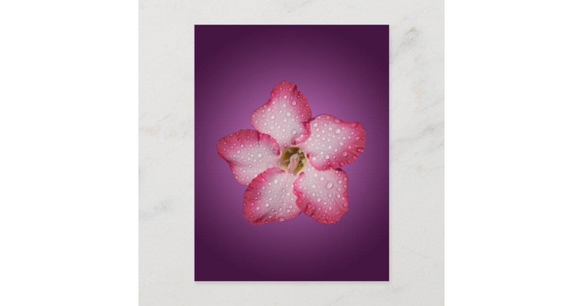 Adenium Pink Flower Flora Gradient Violet Postcard | Zazzle