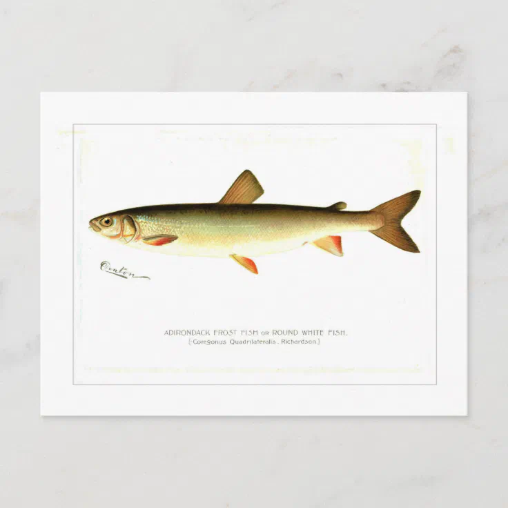 Adirondack Frost Fish Postcard | Zazzle