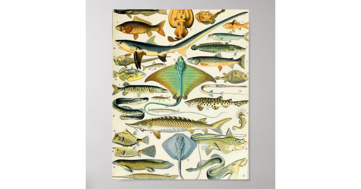 Adolphe Millot fish B Poster | Zazzle