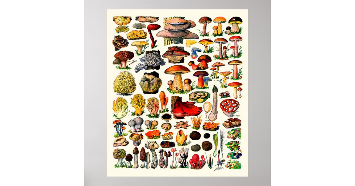 Adolphe Millot ~ Fungi Poster | Zazzle