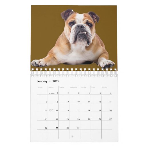 Adorable Baby & Adult English Bulldogs Calendar | Zazzle