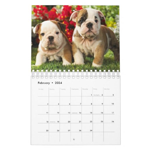 Adorable Baby & Adult English Bulldogs Calendar | Zazzle