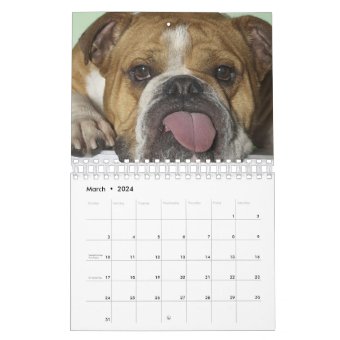 Adorable Baby & Adult English Bulldogs Calendar | Zazzle