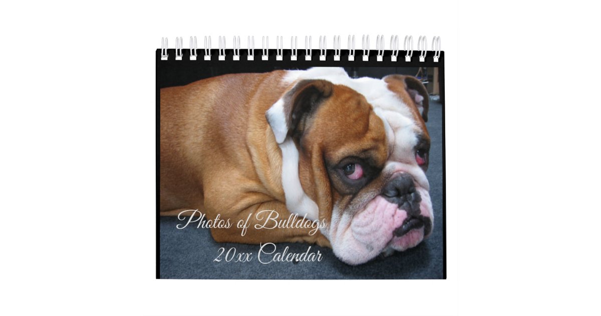 Adorable Baby & Adult English Bulldogs Calendar | Zazzle