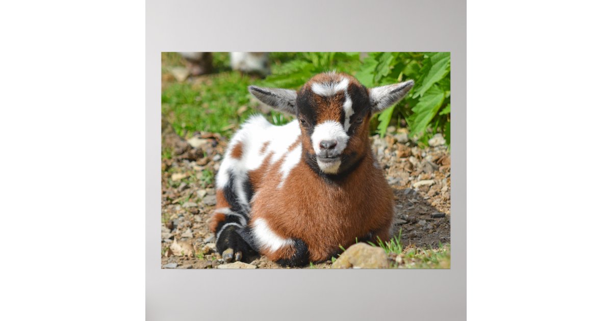 Adorable Baby Goat Kid Poster | Zazzle