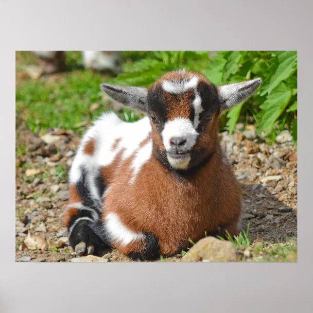 Adorable Baby Goat Kid Poster | Zazzle