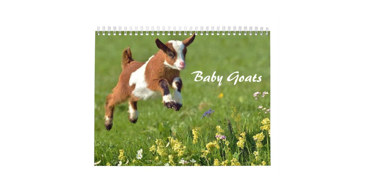 Adorable Baby Goats Calendar | Zazzle