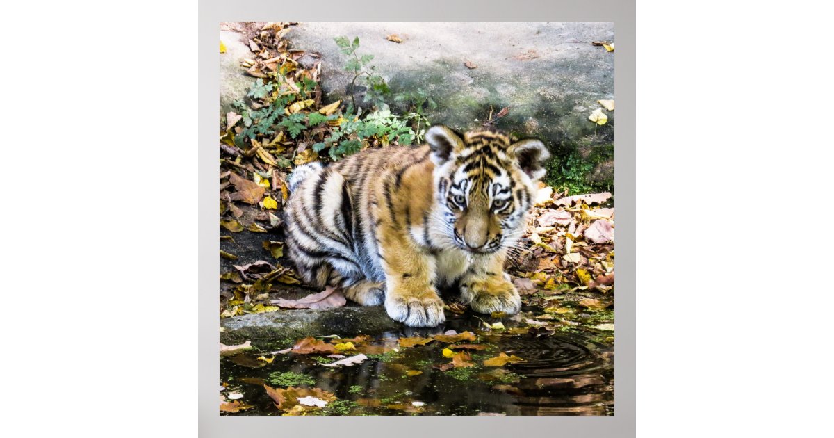 Adorable Baby Tiger Cub Poster | Zazzle