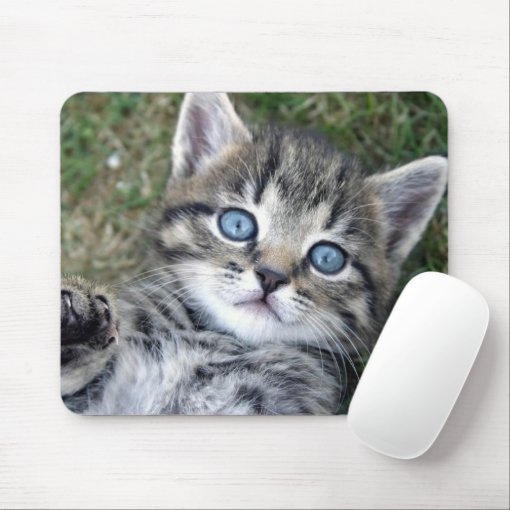 Adorable Blue-Eyed Silver Tabby Kitten Mousepad | Zazzle