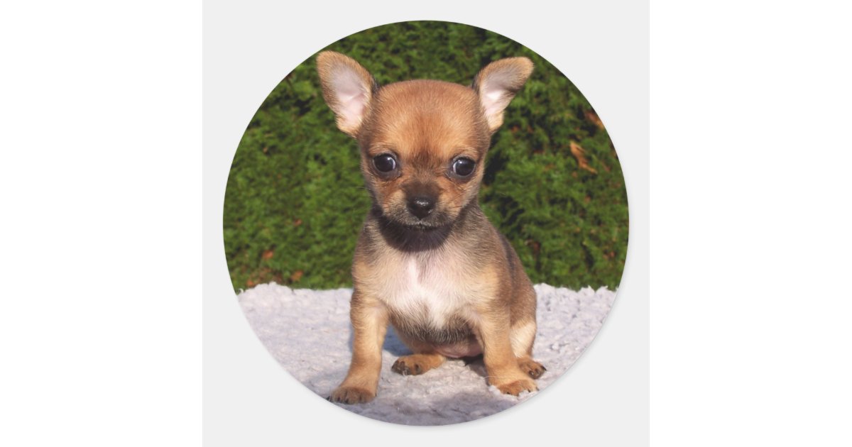 Adorable Chihuahua Puppy Dog Classic Round Sticker | Zazzle