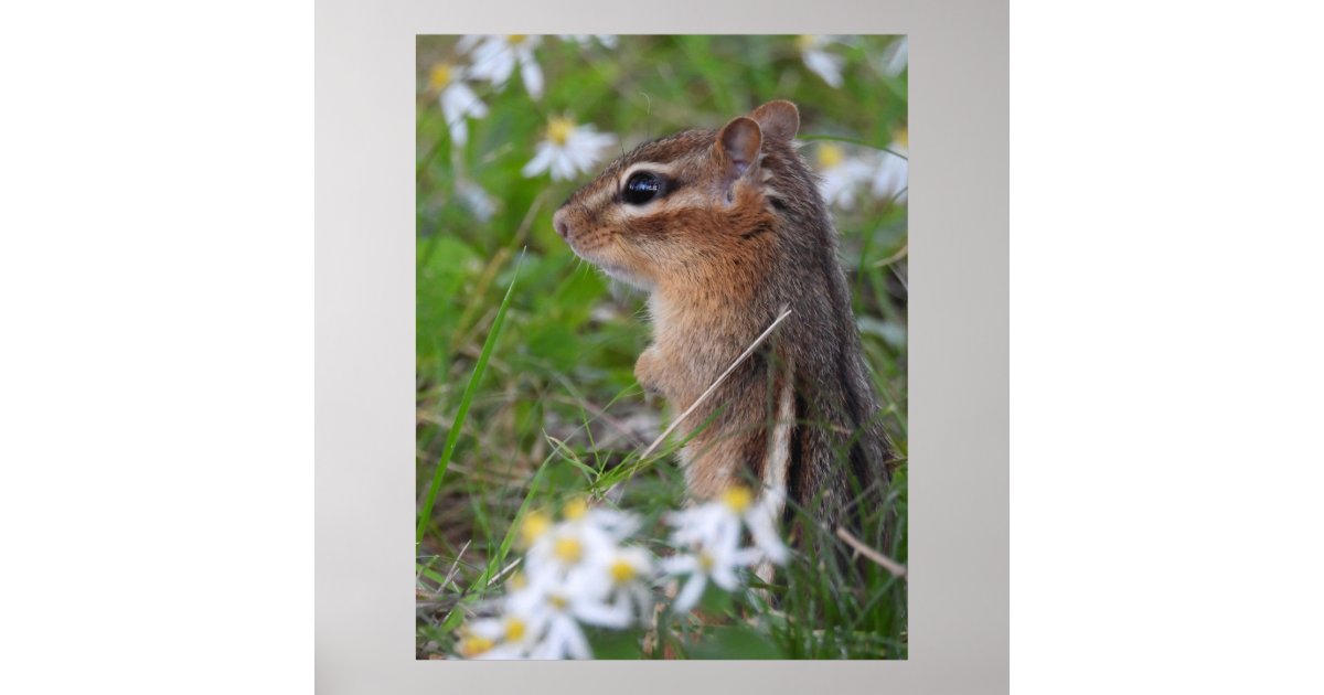 Adorable Chipmunk in flowers Poster | Zazzle