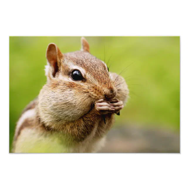 Adorable Chipmunk with Full Cheeks Photo Print | Zazzle