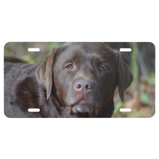 Adorable Chocolate Labrador Retriever License Plate | Zazzle