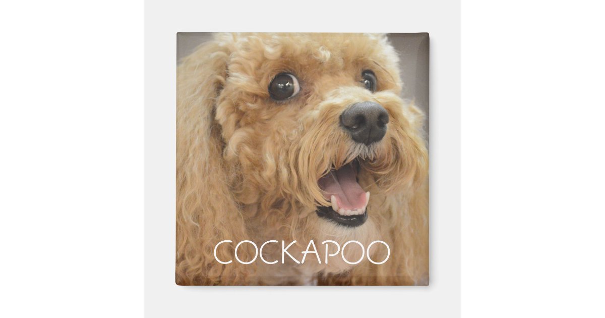 Adorable Cockapoo Dog Smiling Magnet | Zazzle