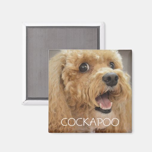 Adorable Cockapoo Dog Smiling Magnet | Zazzle