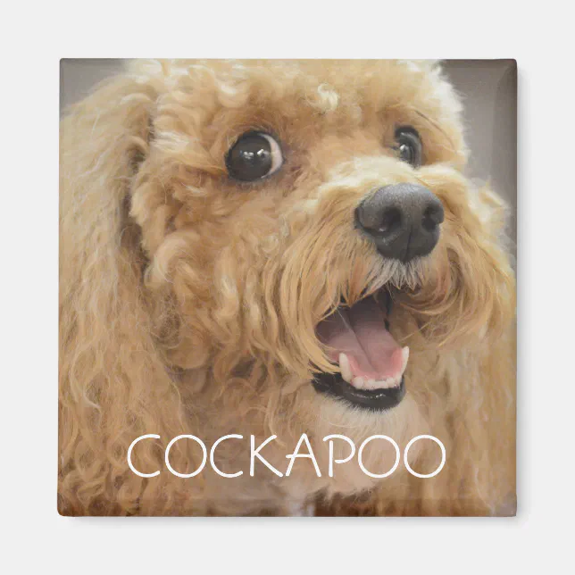 Adorable Cockapoo Dog Smiling Magnet | Zazzle