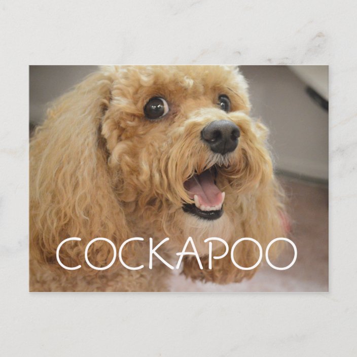 Adorable Cockapoo Dog Smiling Postcard | Zazzle.com