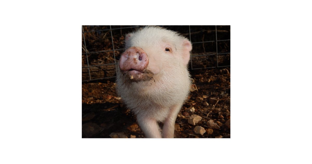 Adorable Dirty Snout Mini Pig, Pig postcard | Zazzle.com
