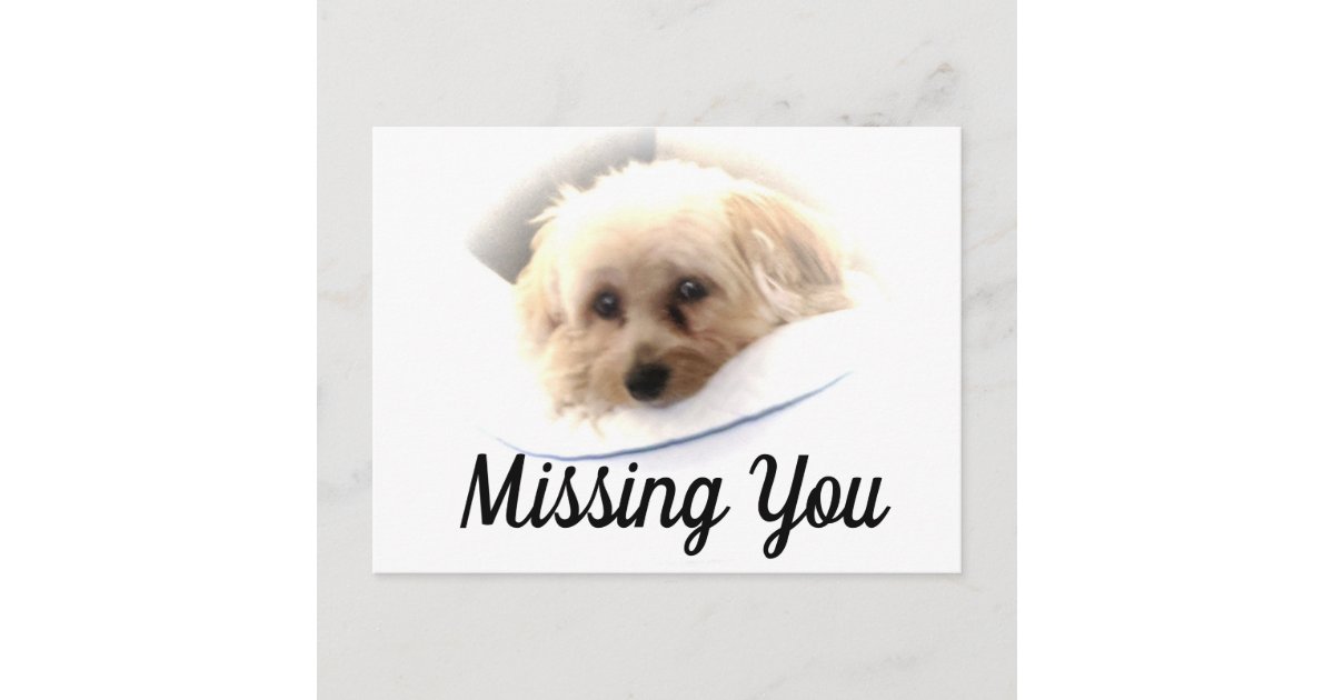 Adorable Dog Missing You Postcard | Zazzle