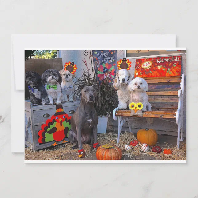 Adorable Dogs Happy Thanksgiving Greeting Card | Zazzle