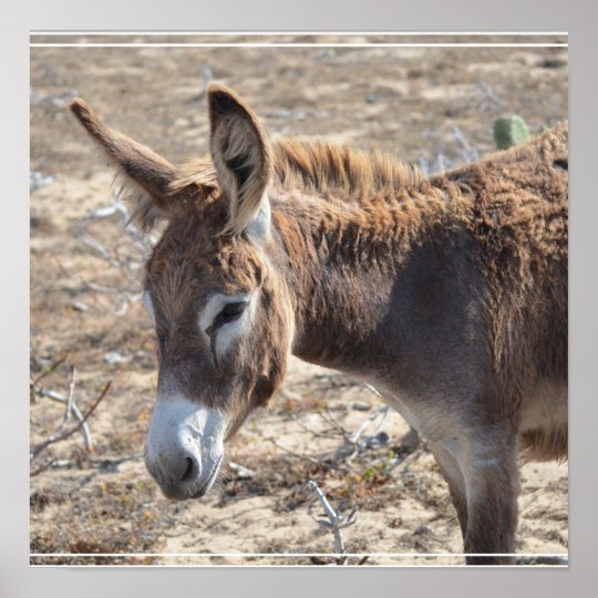 Adorable Donkey Poster | Zazzle.com