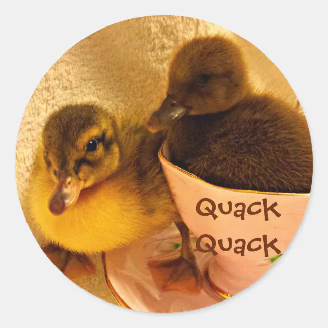 Adorable Ducks Say Quack Classic Round Sticker | Zazzle