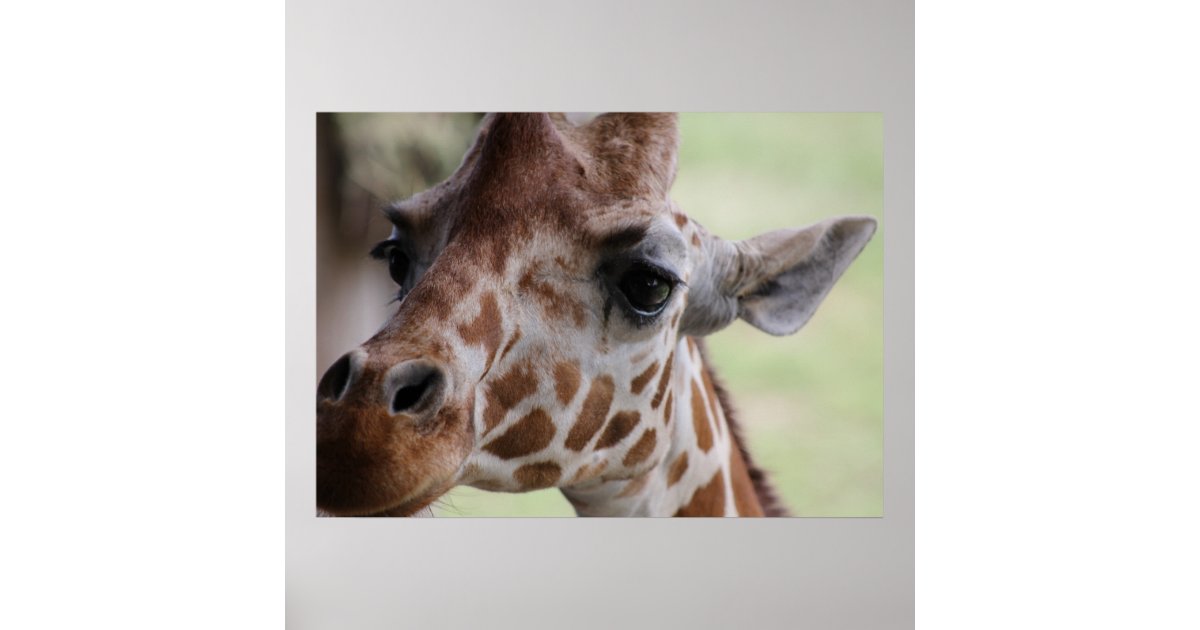 Adorable giraffe face poster | Zazzle