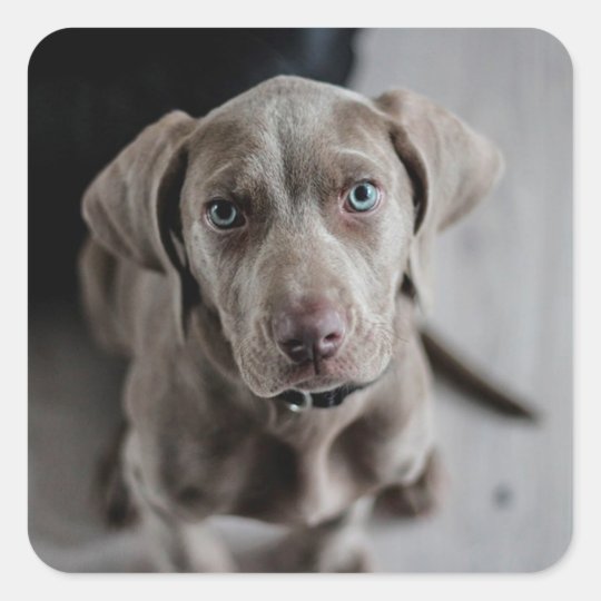 Adorable Gray Lab Puppy Dog Sticker | Zazzle.com