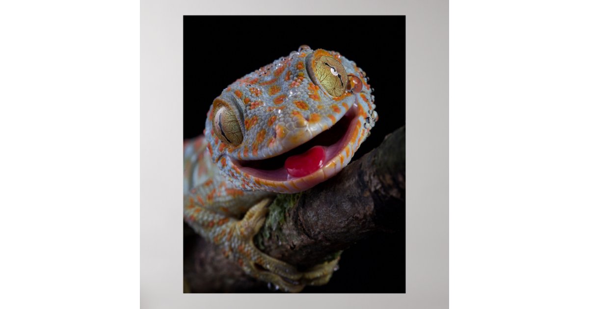 Adorable happy tokay gecko poster | Zazzle