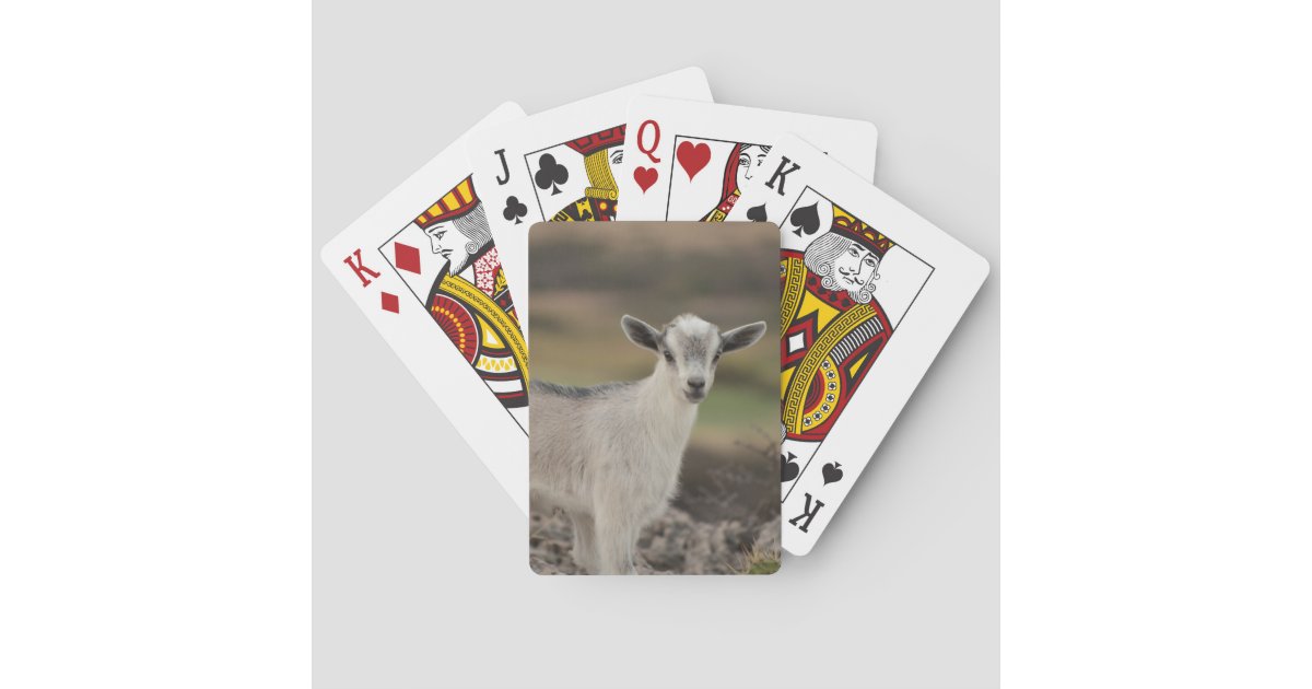 Adorable Kid Goat Poker Cards | Zazzle