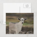 Adorable Kid Goat Postcard | Zazzle