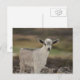Adorable Kid Goat Postcard | Zazzle