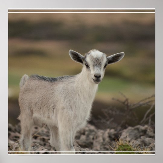 Adorable Kid Goat Poster | Zazzle.com