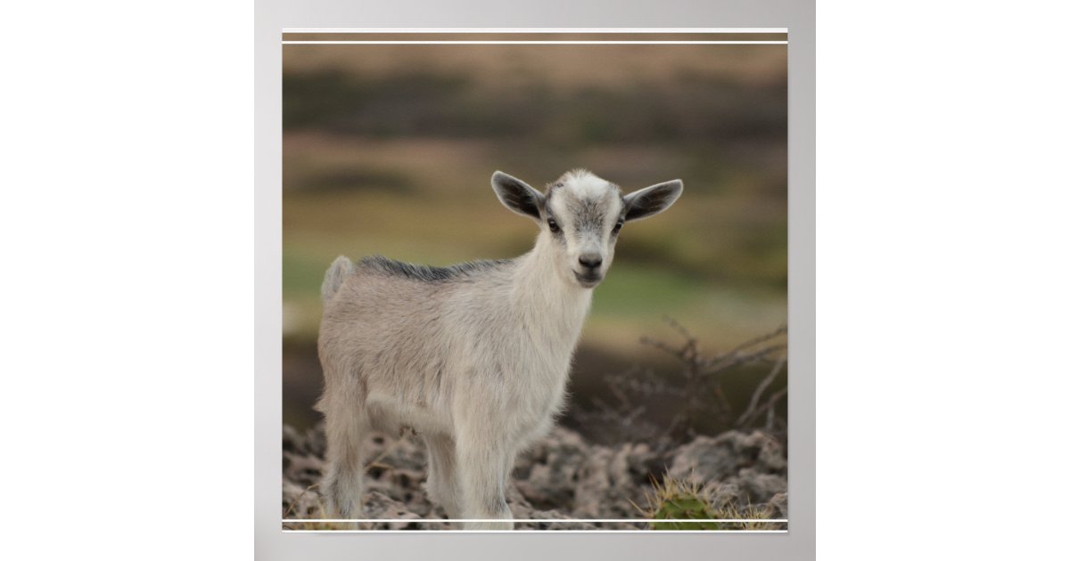 Adorable Kid Goat Poster | Zazzle